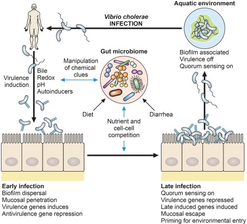 Cholera Caused by Vibrio cholerae - Creative Diagnostics