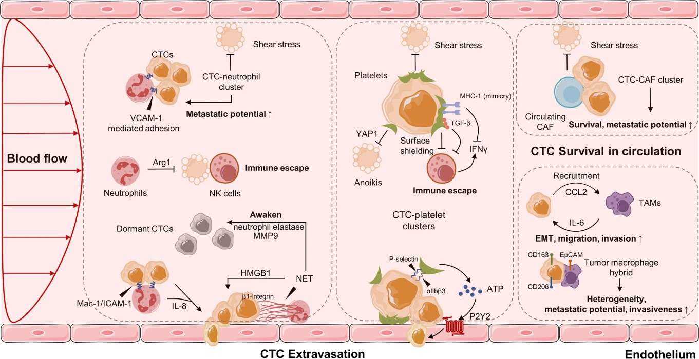 Circulating Tumor Cells (CTC) Enumeration - Creative Diagnostics
