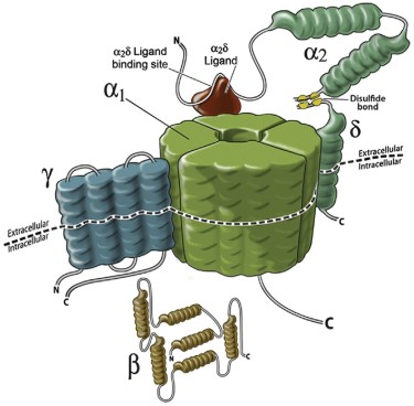 Clinical Applications of Gabapentin - Creative Diagnostics