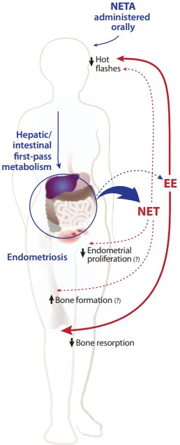 Leuprolide Mechanism Of Action