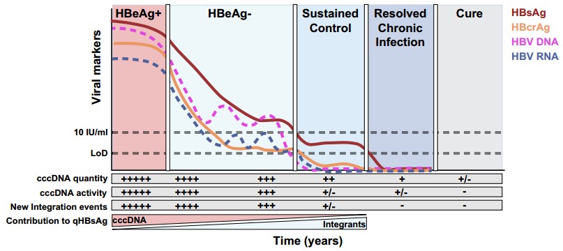 Comparative Roles of HBeAg and HBsAg in Hepatitis B Virus Diagnosis ...