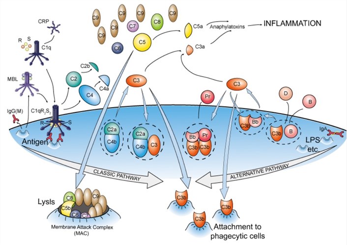 Complement System Antibodies - Creative Diagnostics