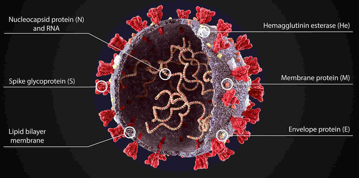 Coronavirus Antibodies - Creative Diagnostics