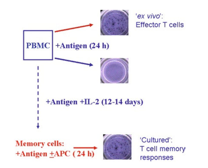 Counting Bovine IFN-γ-Secreting Cells using ELISPOT Protocols - Creative Diagnostics