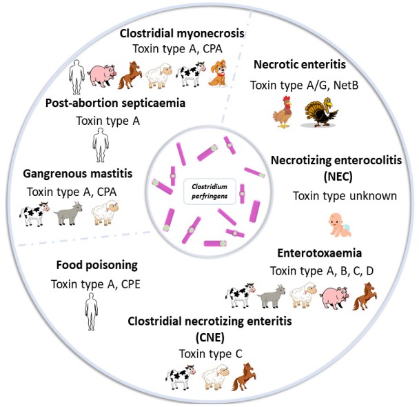 C. perfringens Toxins and Food Poisoning - Creative Diagnostics
