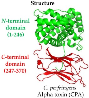 C. perfringens Toxins and Food Poisoning - Creative Diagnostics