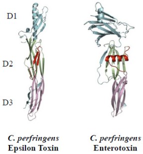 C. perfringens Toxins and Food Poisoning - Creative Diagnostics