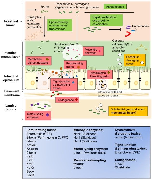 C. perfringens Toxins and Food Poisoning - Creative Diagnostics