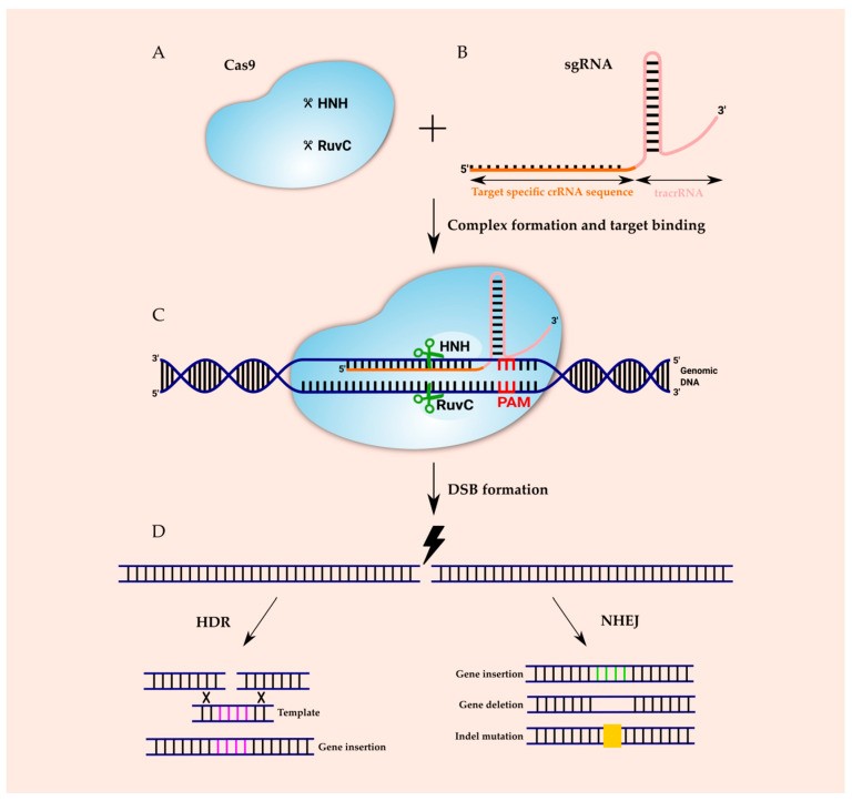 CRISPR-Cas9 Antibodies - Creative Diagnostics