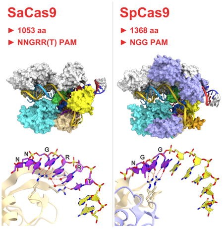 CRISPR-Cas9 Antibodies - Creative Diagnostics