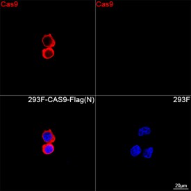 CRISPR-Cas9 Antibodies - Creative Diagnostics