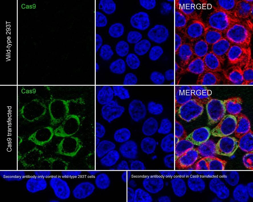 CRISPR-Cas9 Antibodies - Creative Diagnostics