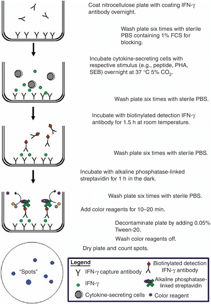 Cross-laboratory ELISPOT Protocol Standard - Creative Diagnostics