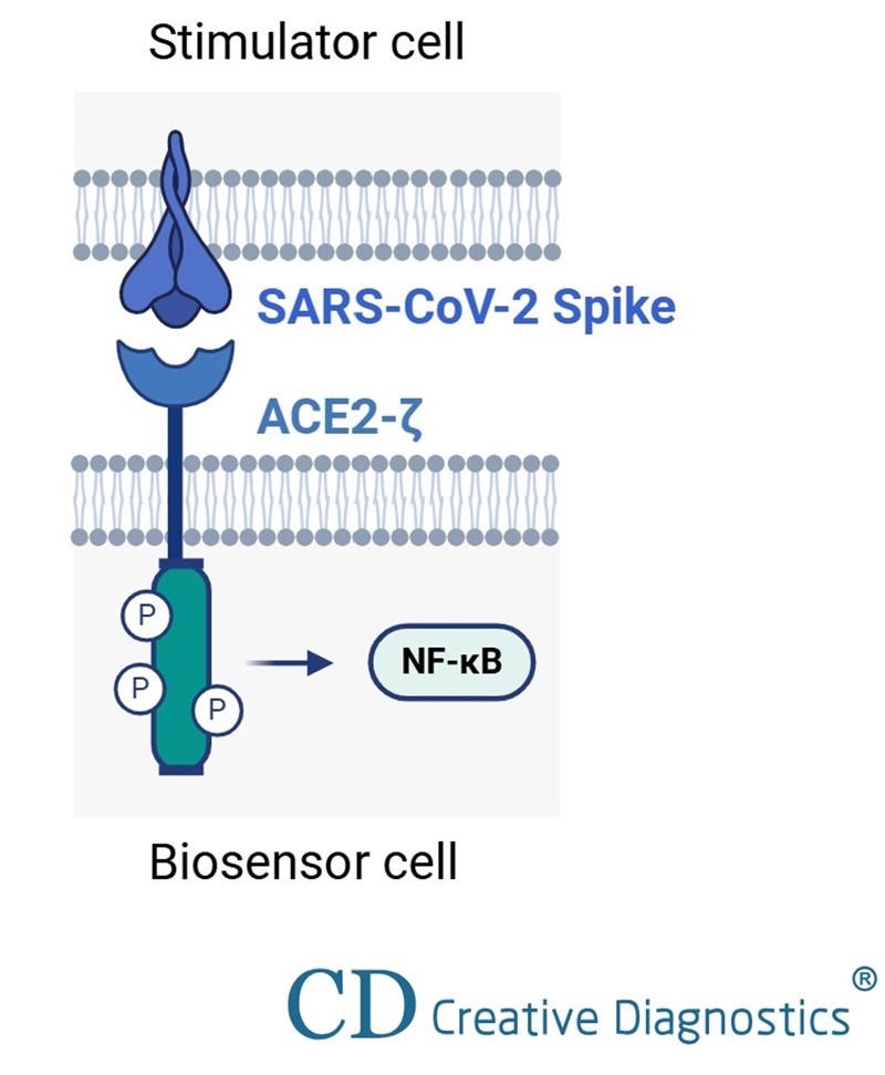 Custom Cellular Biosensors for Ligand-receptor Interaction Studies ...
