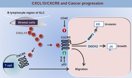 Endothelial Cell Markers - Creative Diagnostics