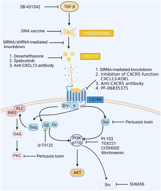 CXCR5: Novel Target for The Cancer and Autoimmune Disease - Creative ...