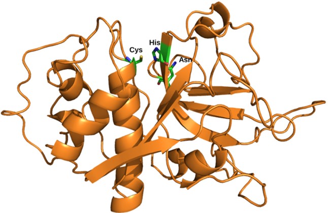 Cysteine Protease - Creative Diagnostics