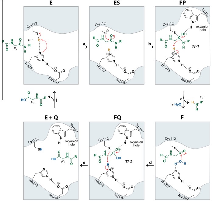 Cysteine Protease - Creative Diagnostics