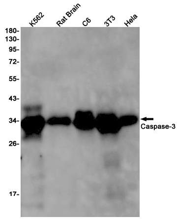 Cysteine Protease - Creative Diagnostics