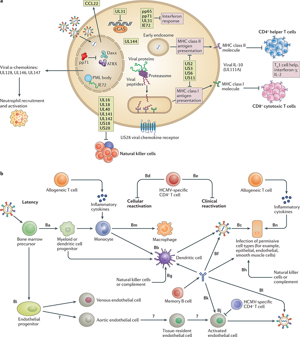 Cytomegalovirus Immune Evasion Mechanism - Creative Diagnostics