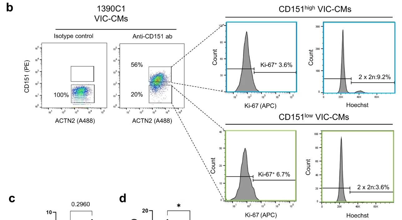 Anti-ACTN2 monoclonal antibody, clone FQ3630Z (DCABH-9438) - Creative ...