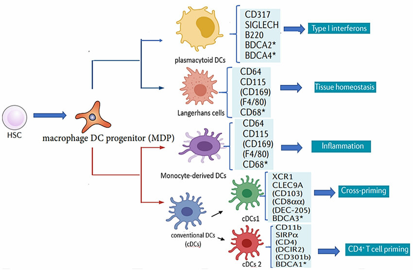 Cell Therapy - Creative Diagnostics