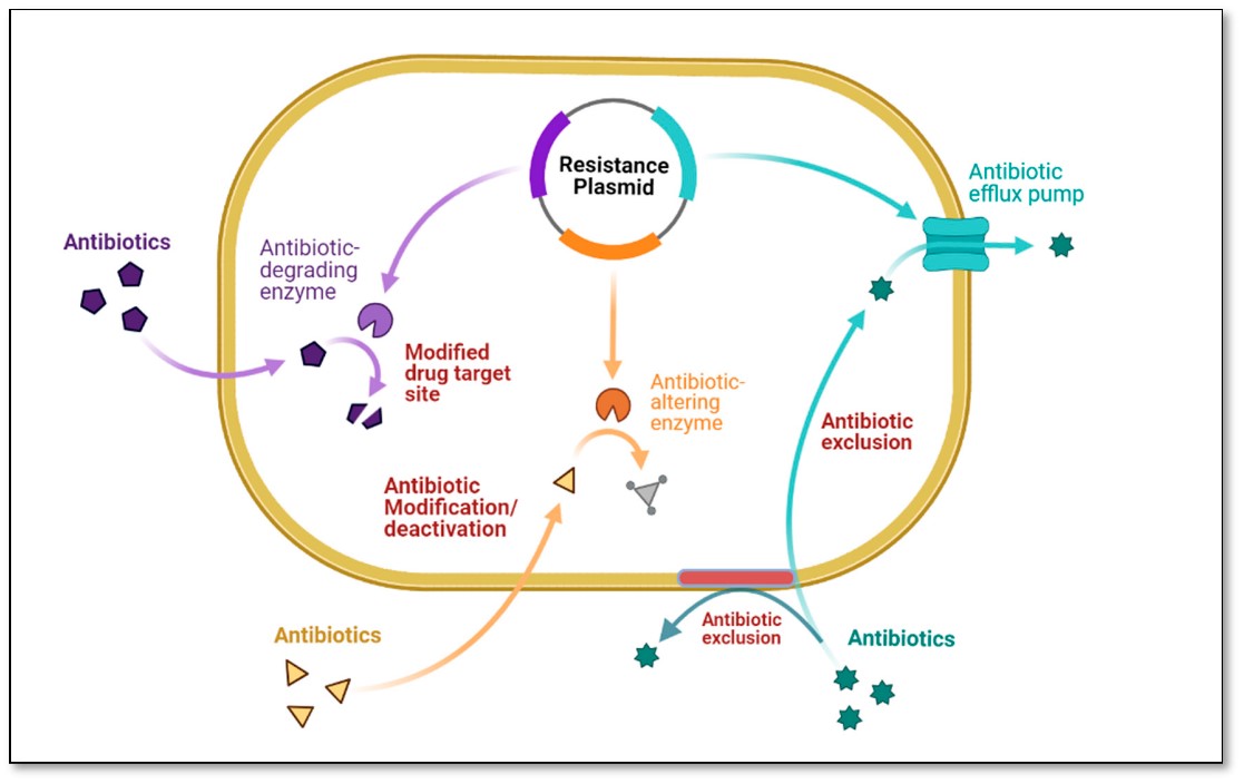 A Comprehensive Guide to Kanamycin - Creative Diagnostics
