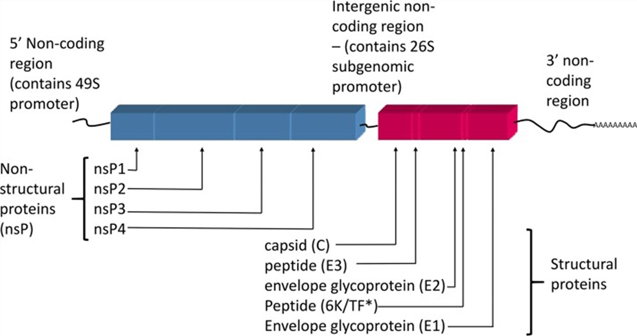 Development of Chikungunya Virus Vaccines - Creative Diagnostics