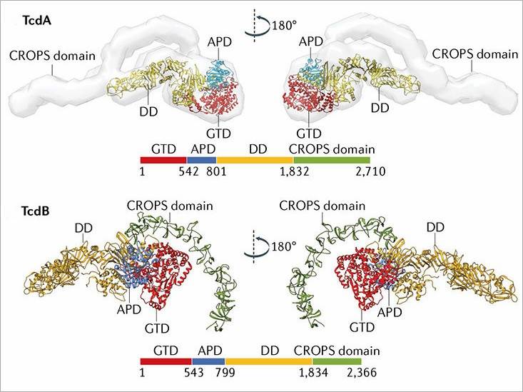Development of Clostridioides difficile Vaccine - Creative Diagnostics