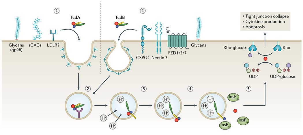 Development of Clostridioides difficile Vaccine - Creative Diagnostics