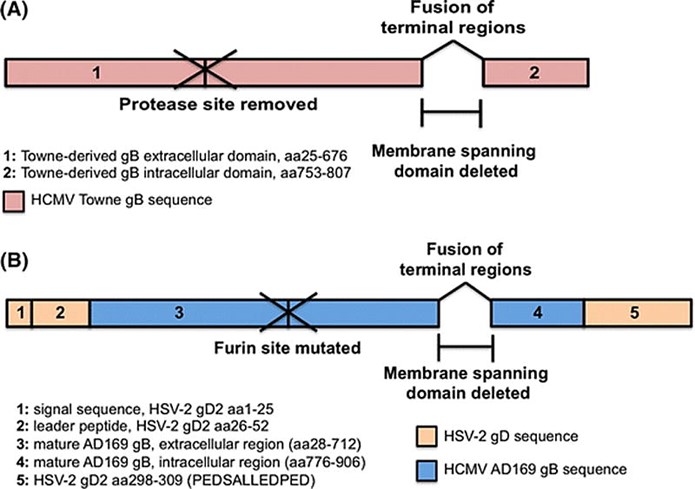 Development of Cytomegalovirus (HHV-5) Vaccines - Creative Diagnostics