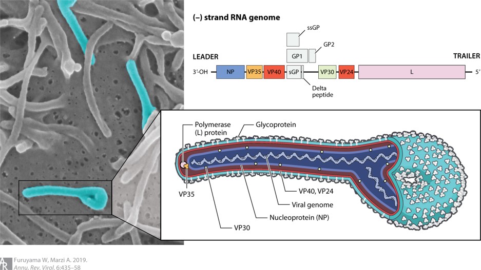 Development of Ebola Virus Vaccines - Creative Diagnostics