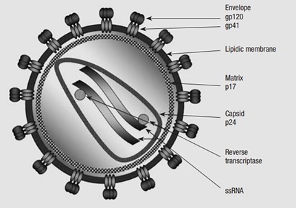 Development of Human Immunodeficiency Virus (HIV) Vaccine - Creative ...