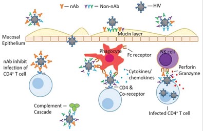 Development of Human Immunodeficiency Virus (HIV) Vaccine - Creative ...