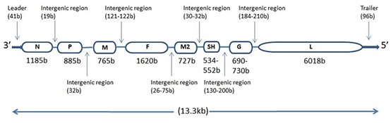 Development of Human Metapneumovirus Vaccine - Creative Diagnostics