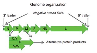 Development of Parainfluenza Virus Type 3 Vaccine - Creative Diagnostics