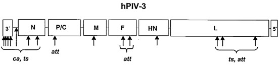 Development of Parainfluenza Virus Type 3 Vaccine - Creative Diagnostics