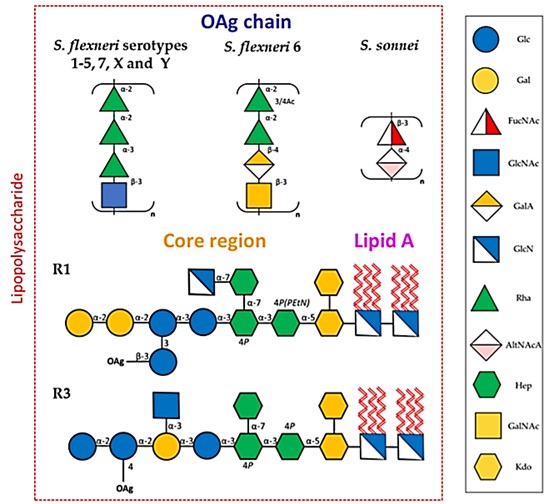 Development of Shigella Vaccines - Creative Diagnostics