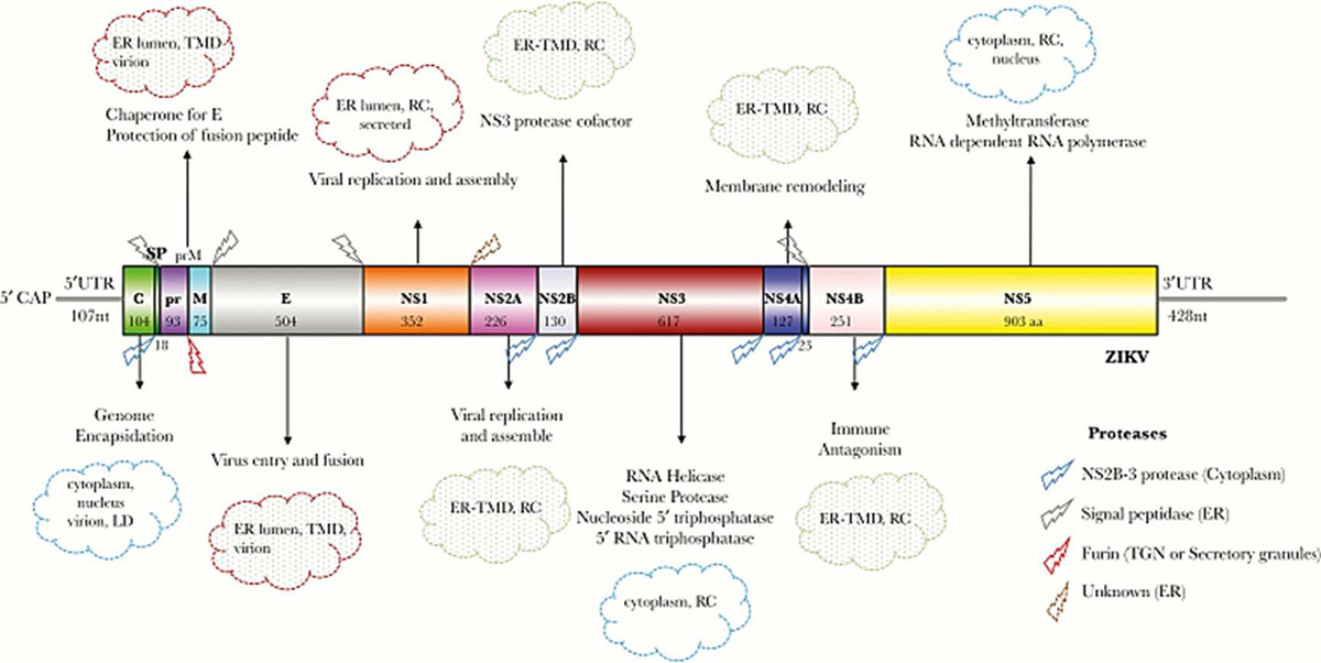 Development of Zika Virus Vaccine - Creative Diagnostics