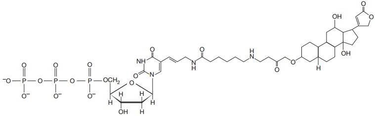 Digoxin and Digoxigenin - Creative Diagnostics