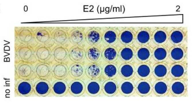 Anti-BVDV Monoclonal antibody (DMAB28412) - Creative Diagnostics