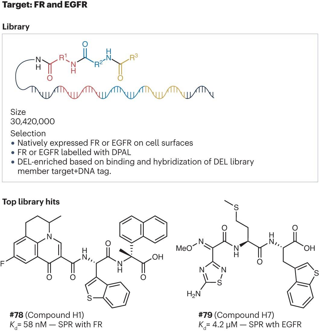 DNA-Encoded Library Screening for Small Molecule Drug Discovery - Creative Diagnostics