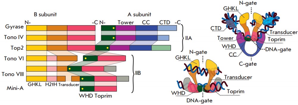 DNA Gyrase - Creative Diagnostics