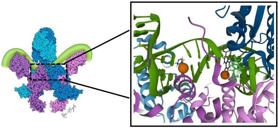 DNA Gyrase - Creative Diagnostics