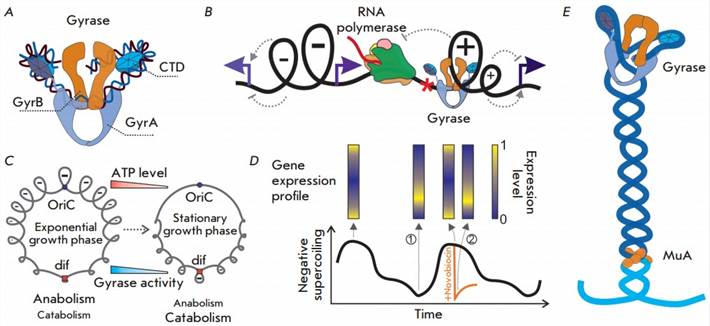 DNA Gyrase - Creative Diagnostics