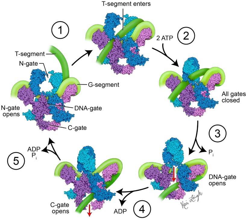 DNA Gyrase - Creative Diagnostics