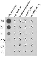 DNA/RNA Methylation Antibodies - Creative Diagnostics