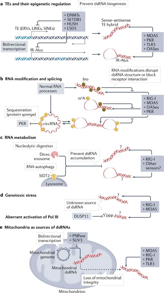 dsRNA Immune Response - Creative Diagnostics