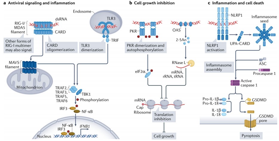 dsRNA Immune Response - Creative Diagnostics