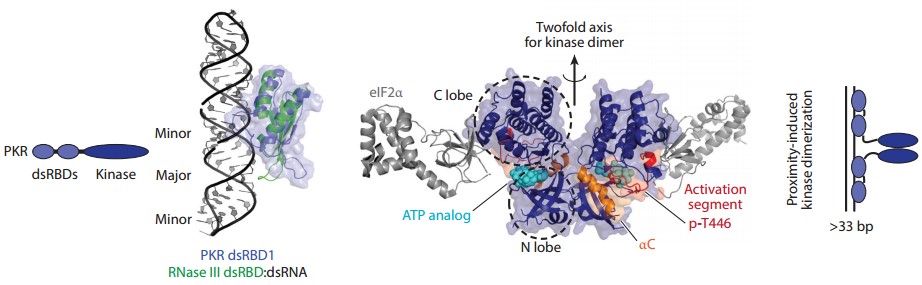 dsRNA Immune Response - Creative Diagnostics